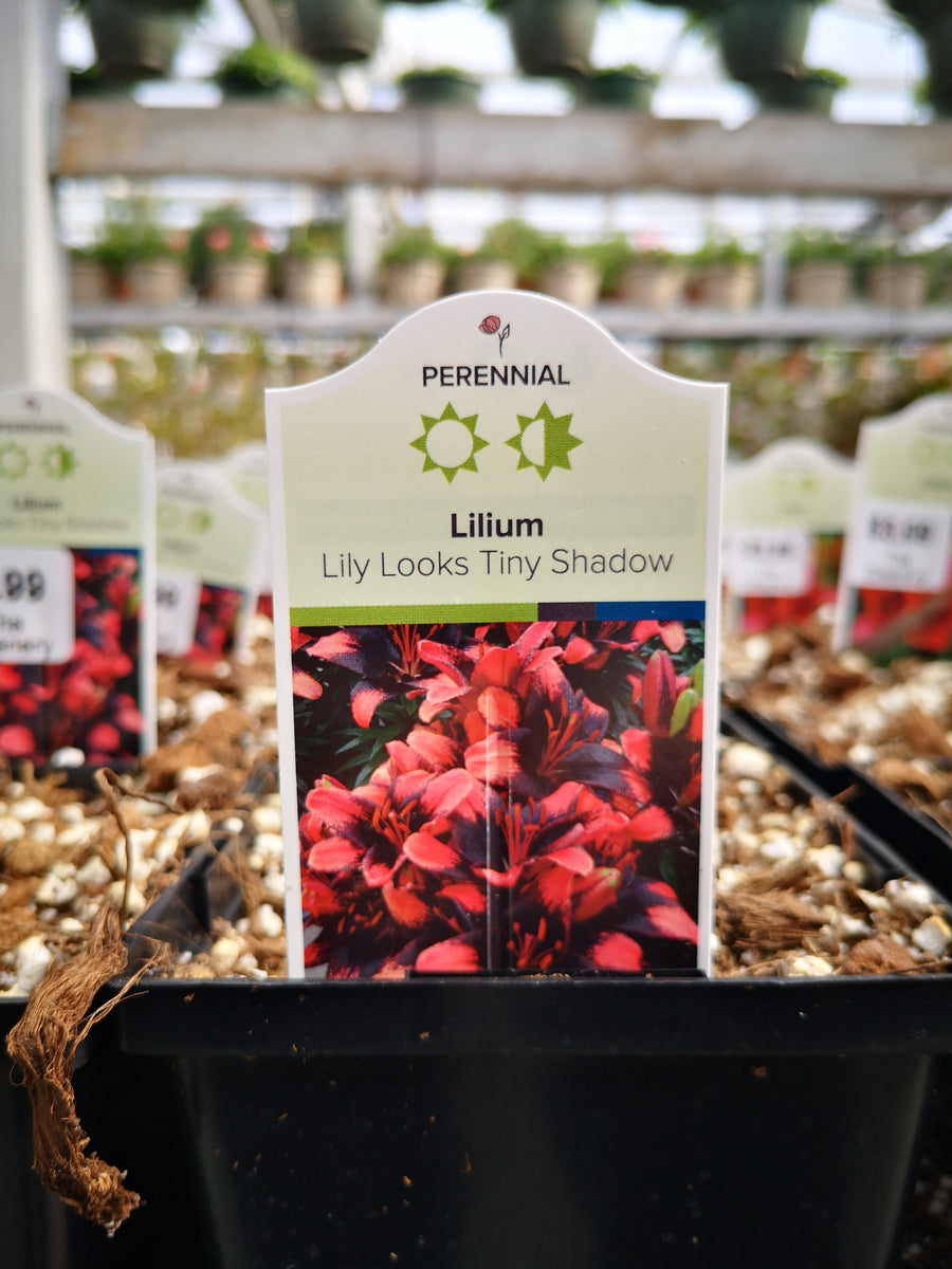 Lilium ‘Tiny Shadow’ – The Greenery Garden Centre