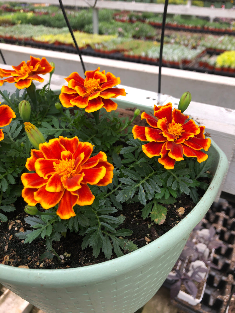 Marigold Durango Flame – The Greenery Garden Centre