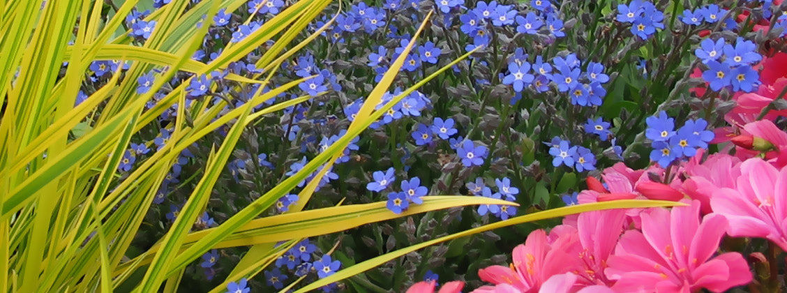 Perennials | Garden Centre in Kelowna | The Greenery – Page 15 – The ...
