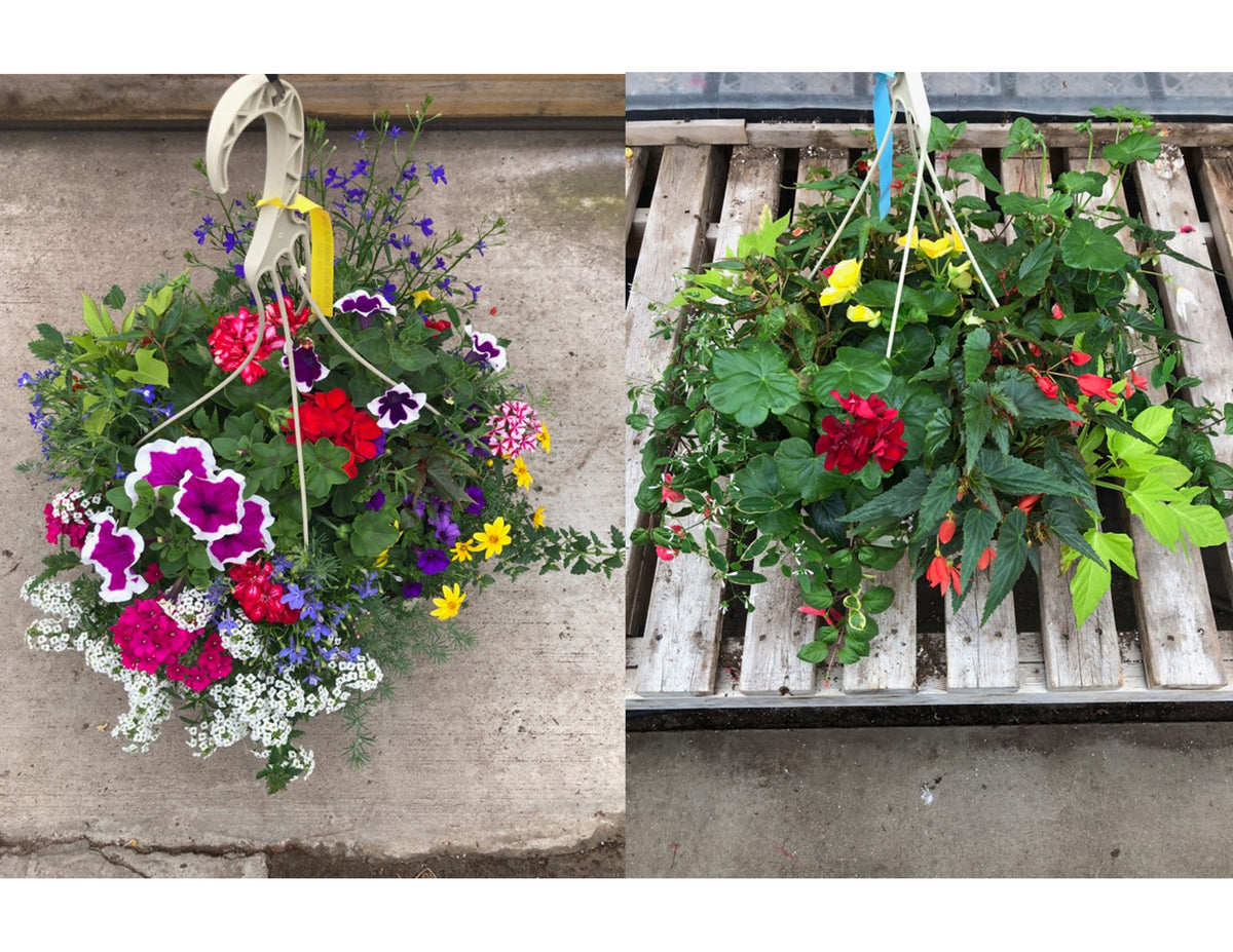 14" Premium Mixed Baskets | The Greenery Garden Centre in Kelowna ...