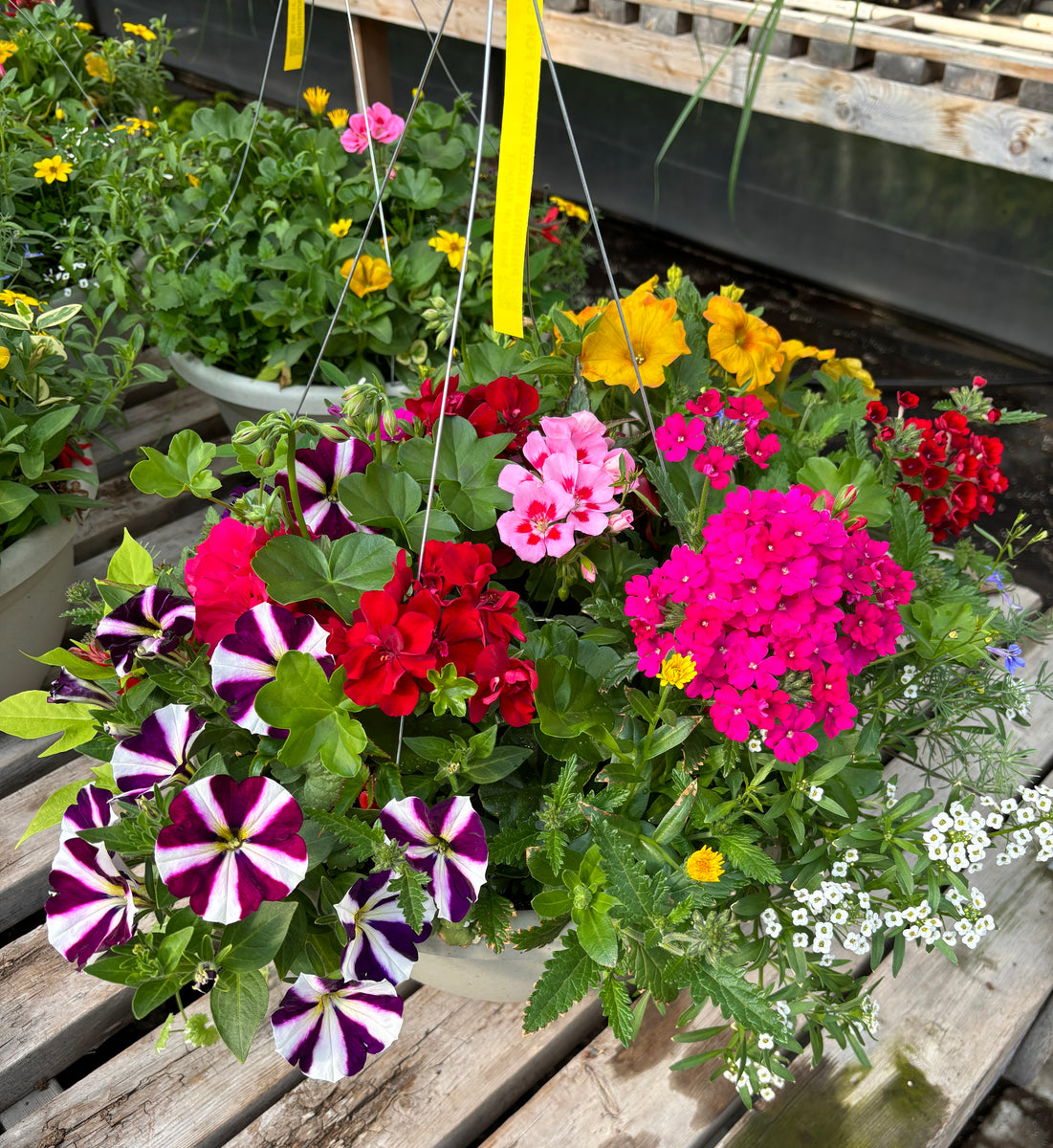 14" Premium Mixed Basket for Sun – The Greenery Garden Centre