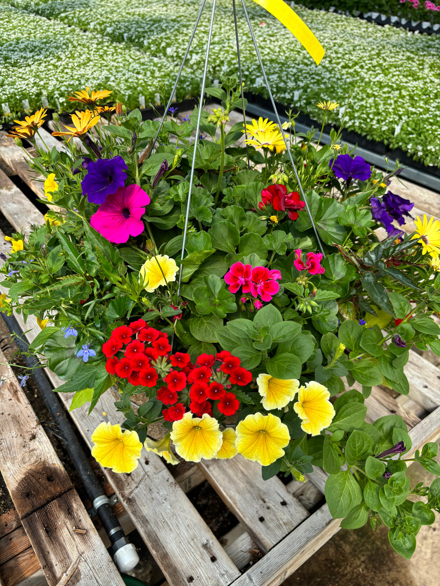 16" Mixed Fibre Basket for Sun – The Greenery Garden Centre