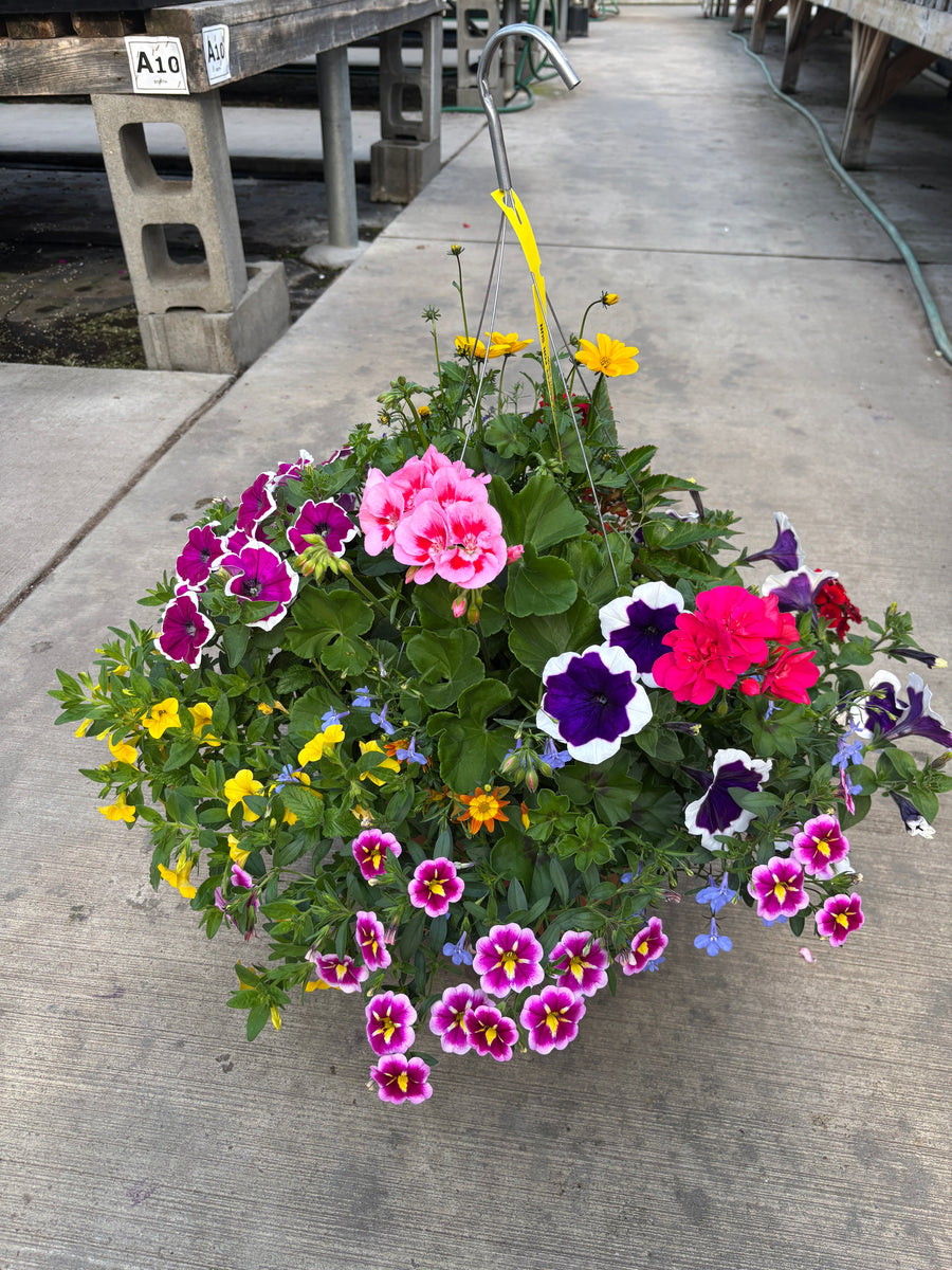 12" Mixed Basket for Sun – The Greenery Garden Centre