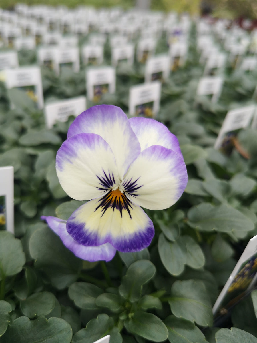 Violas Penny Primrose Picotee – The Greenery Garden Centre