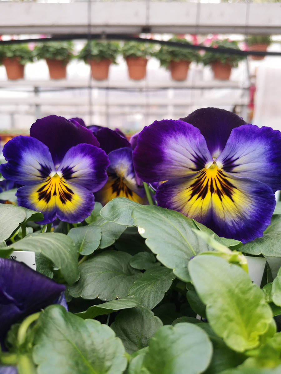 Pansy Matrix Midnight Glow – The Greenery Garden Centre