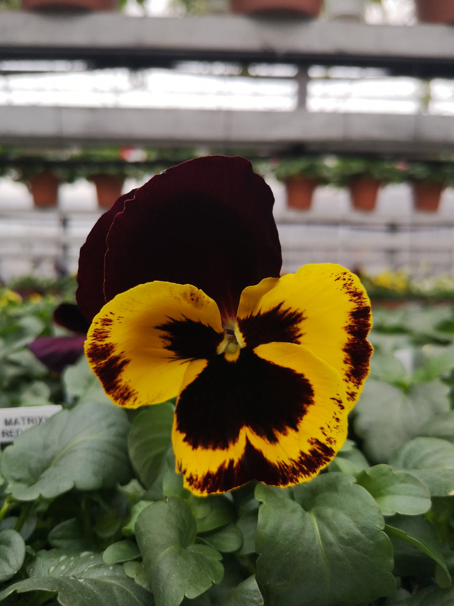 Pansy Matrix Red Wing 4 Pack – The Greenery Garden Centre