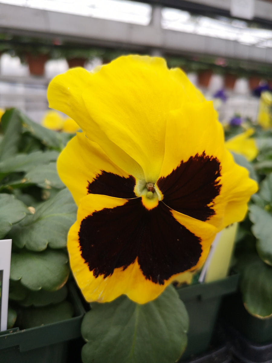 Pansy Matrix Yellow Blotch 4 Pack – The Greenery Garden Centre