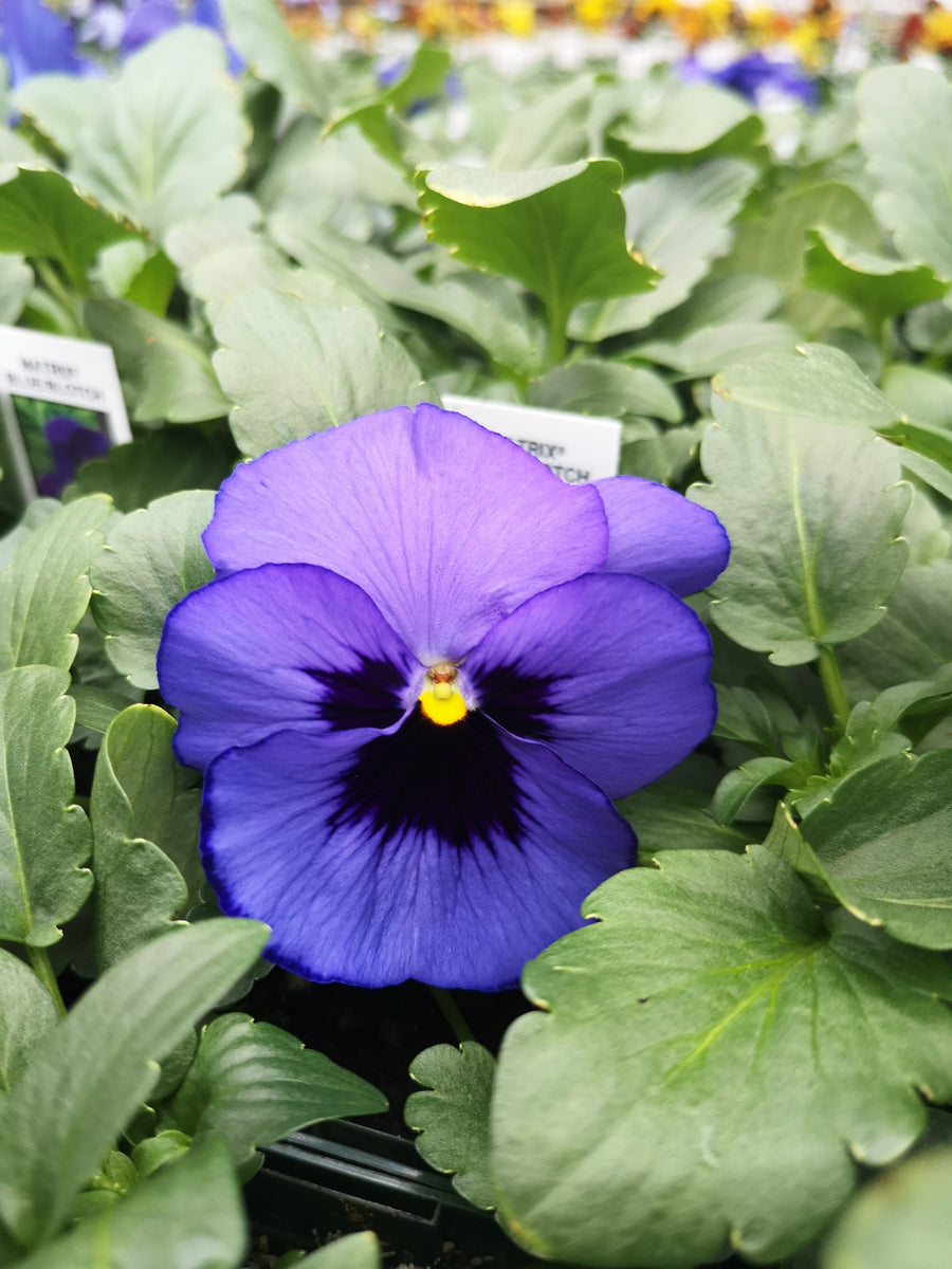 Pansy Matrix Blue Blotch – The Greenery Garden Centre