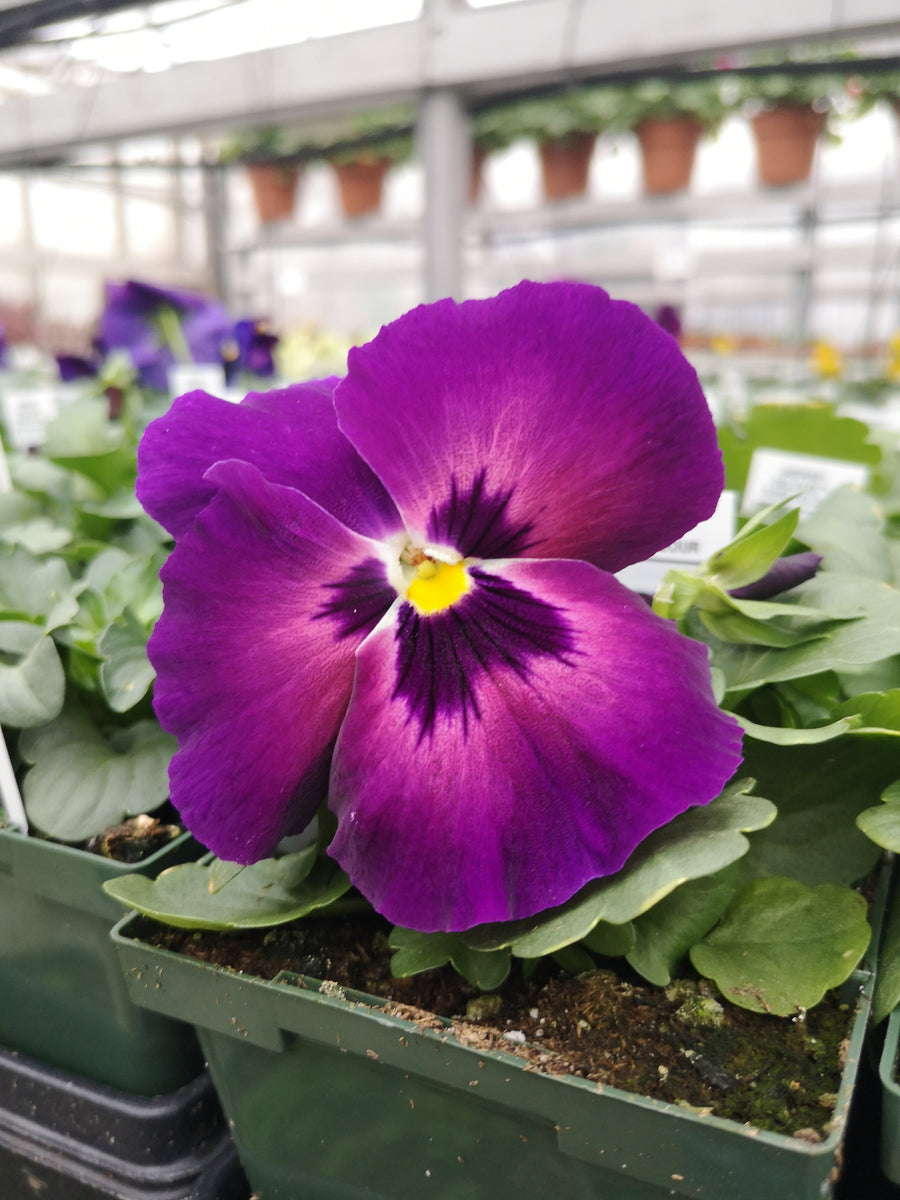Pansy Inspire Deluxe Rose Velour – The Greenery Garden Centre