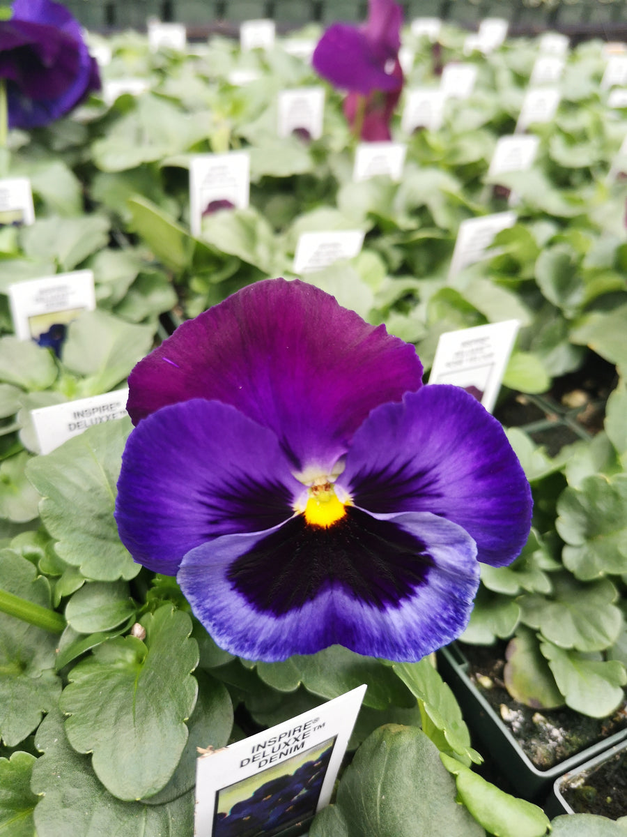 Pansy Inspire Deluxe Denim – The Greenery Garden Centre