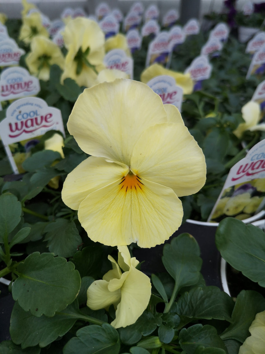 Pansy Cool Wave Lemon Surprise – The Greenery Garden Centre