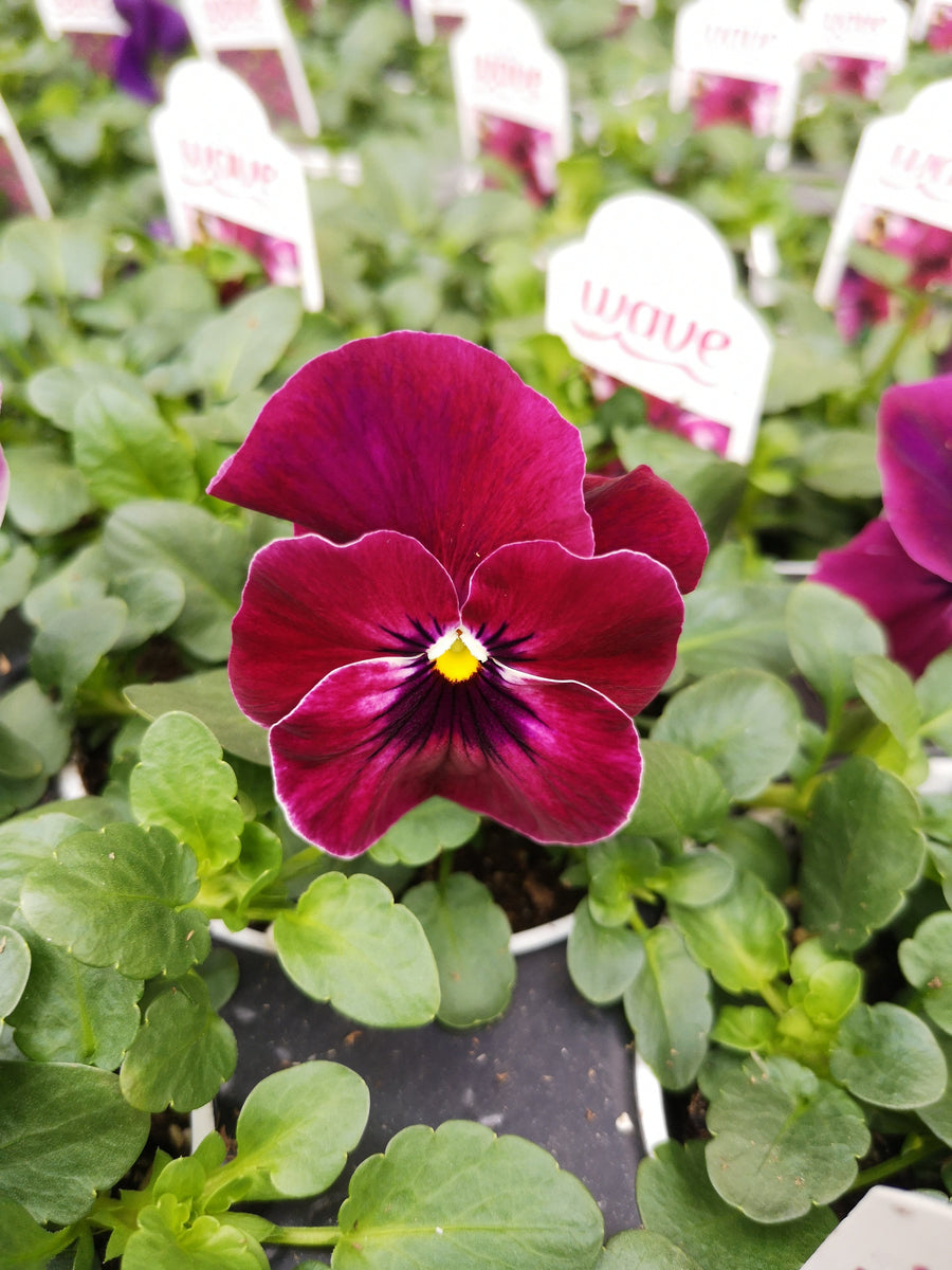 Pansy Cool Wave Raspberry – The Greenery Garden Centre
