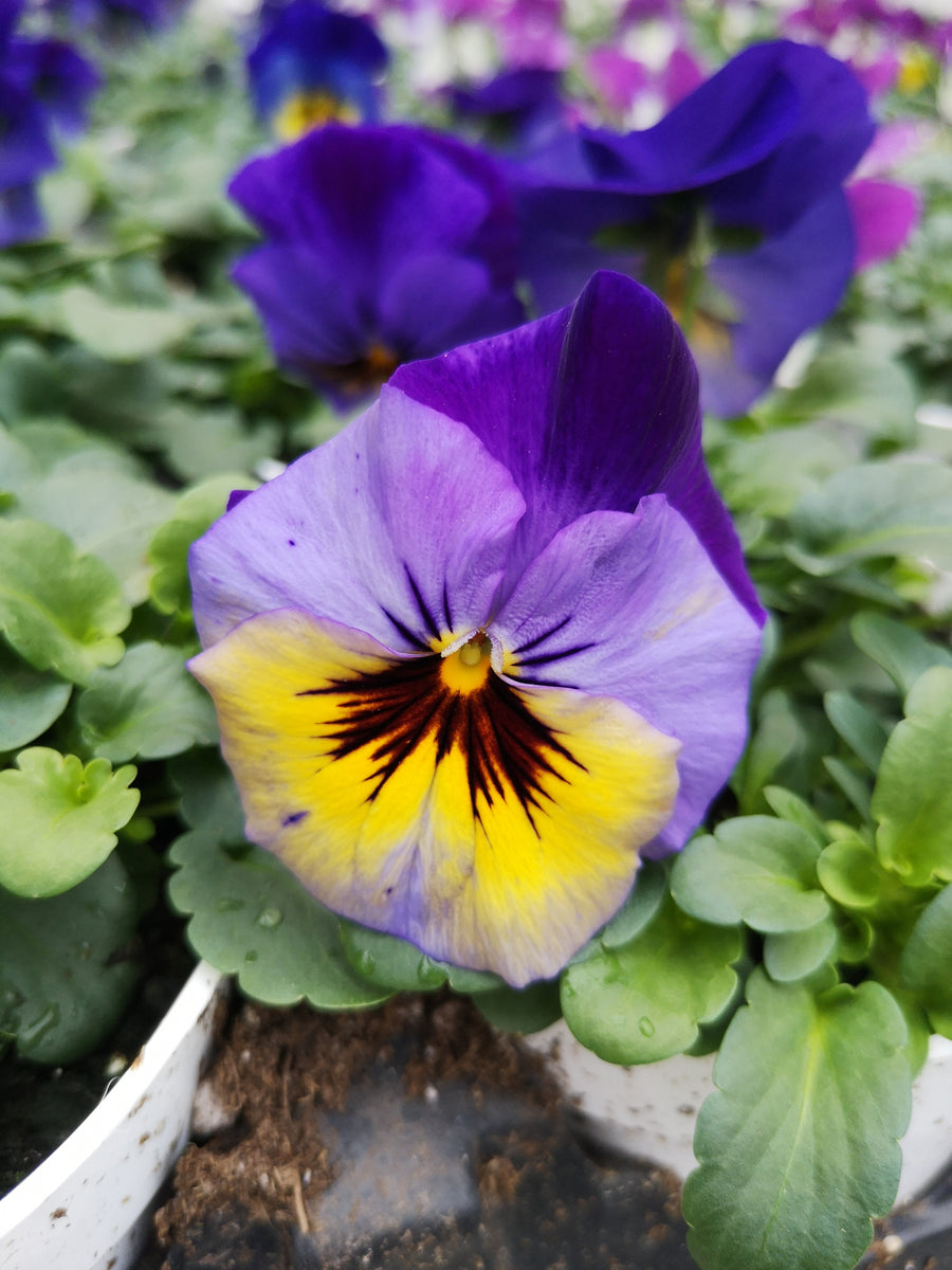 Pansy Free Fall Morpho – The Greenery Garden Centre