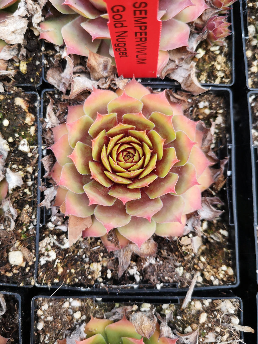 Sempervivum ‘Gold Nugget’ – The Greenery Garden Centre