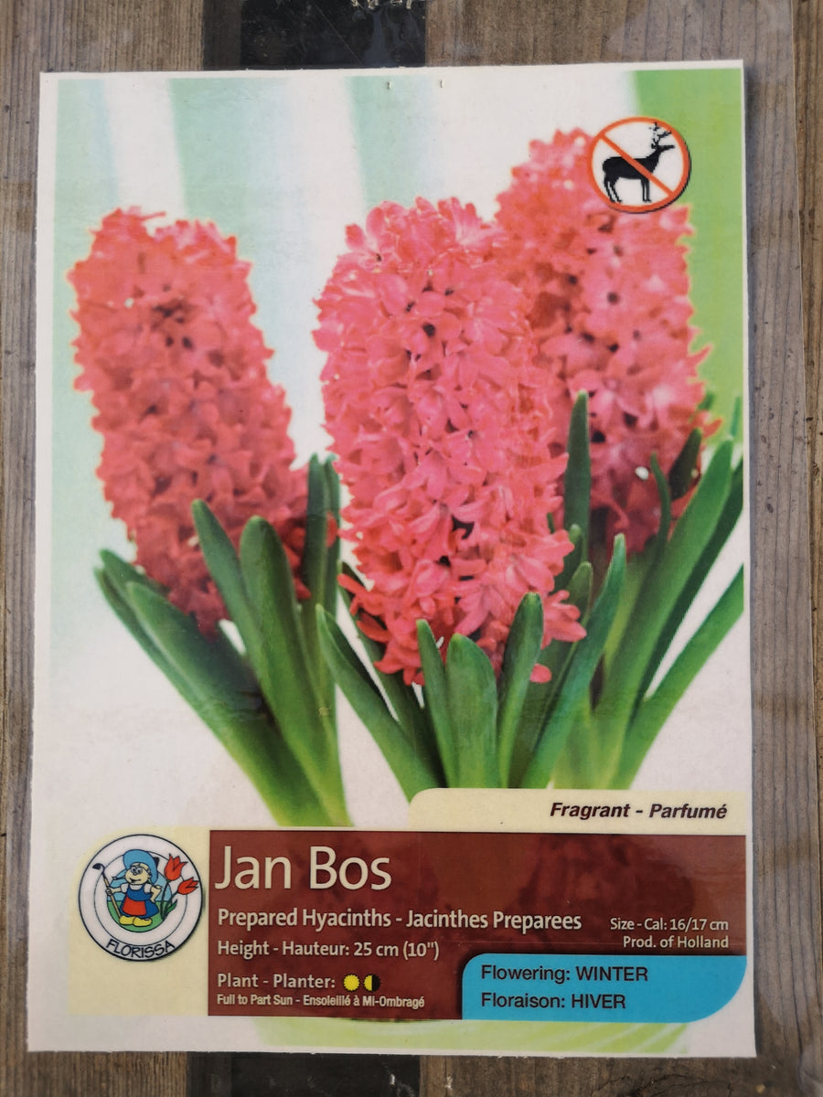 Hyacinth Jan Bos – The Greenery Garden Centre