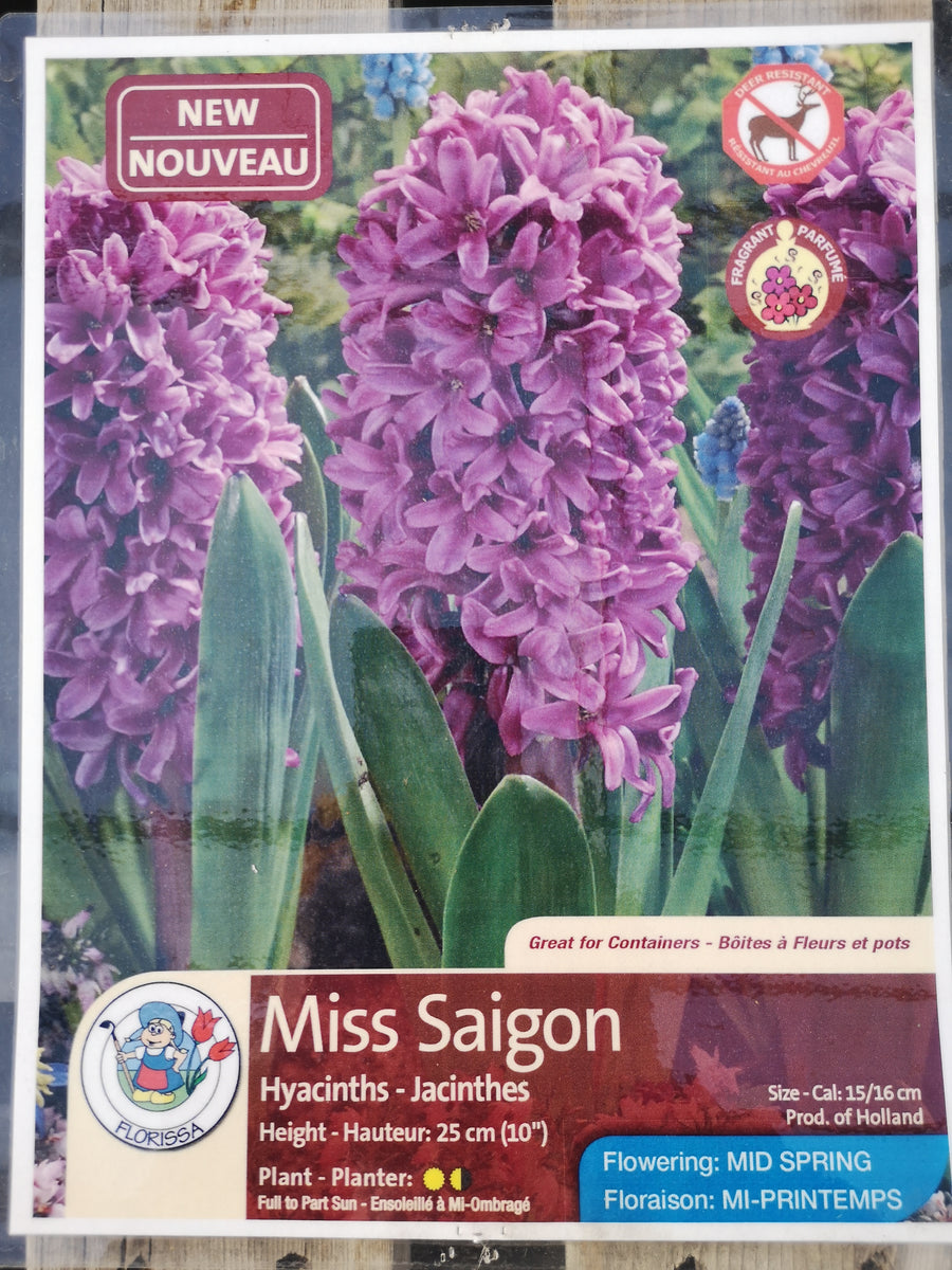 Hyacinth Miss Saigon – The Greenery Garden Centre