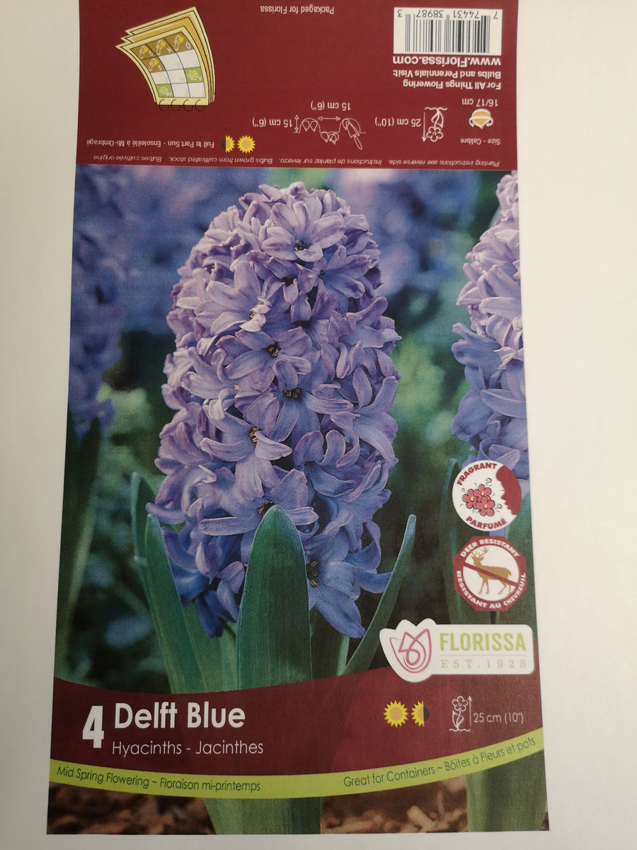 Hyacinth Delft Blue – The Greenery Garden Centre