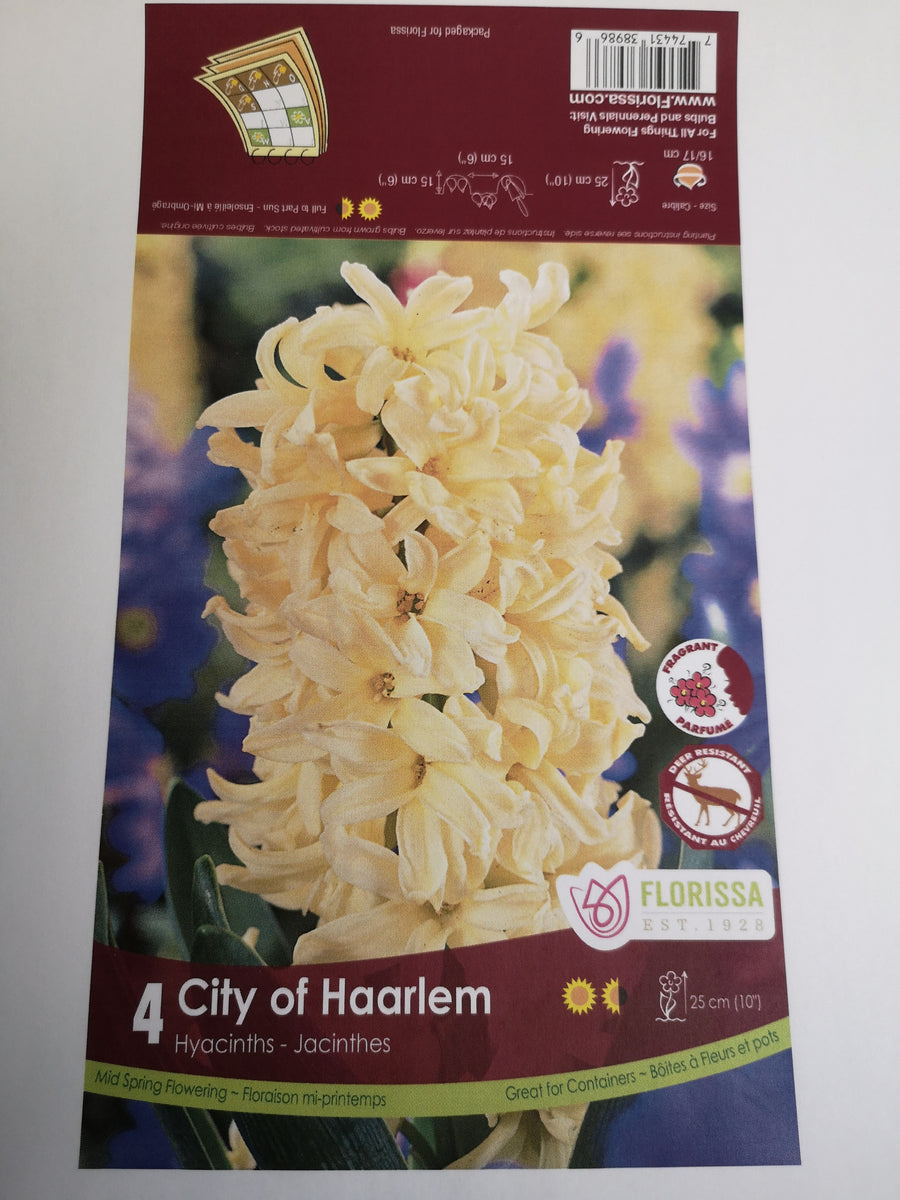 Hyacinth City of Harlem – The Greenery Garden Centre