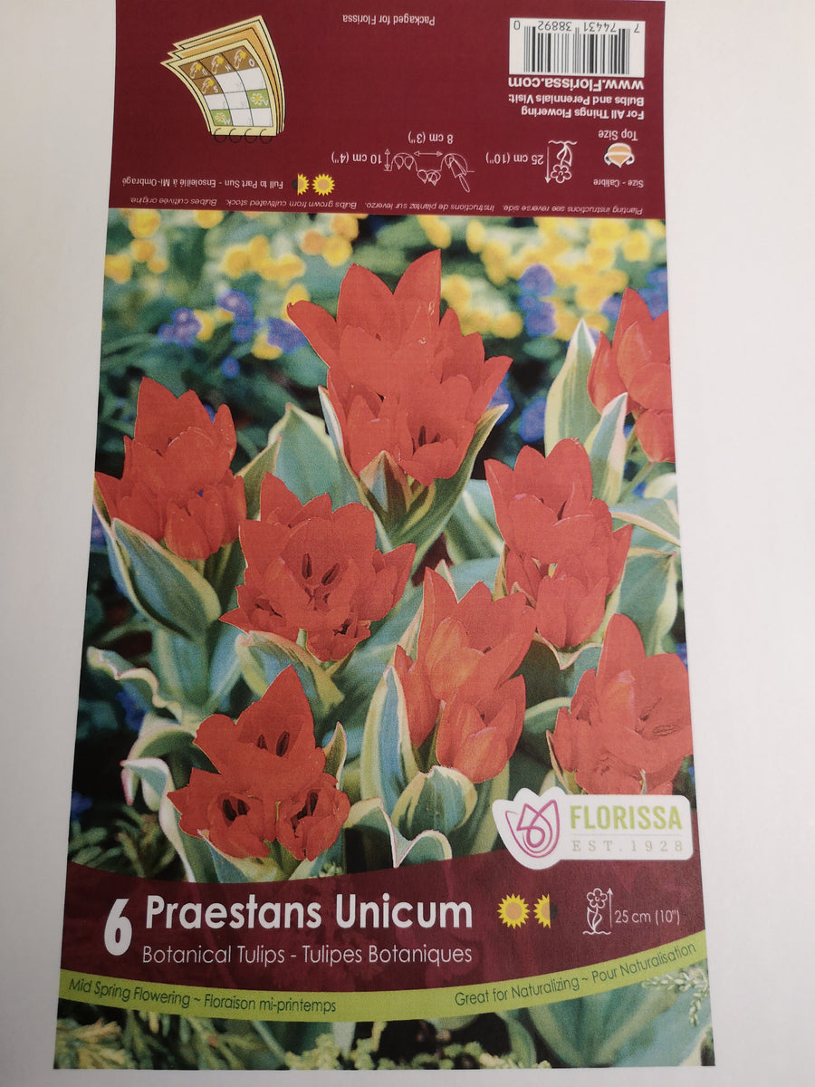 Tulips Praestans Unicum – The Greenery Garden Centre