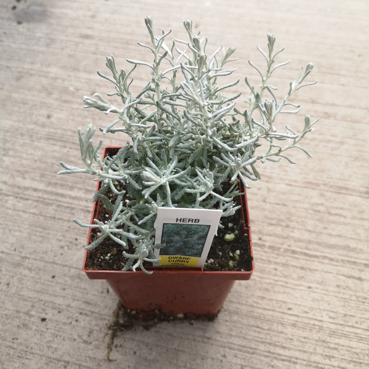 Curry Plant Dwarf – The Greenery Garden Centre
