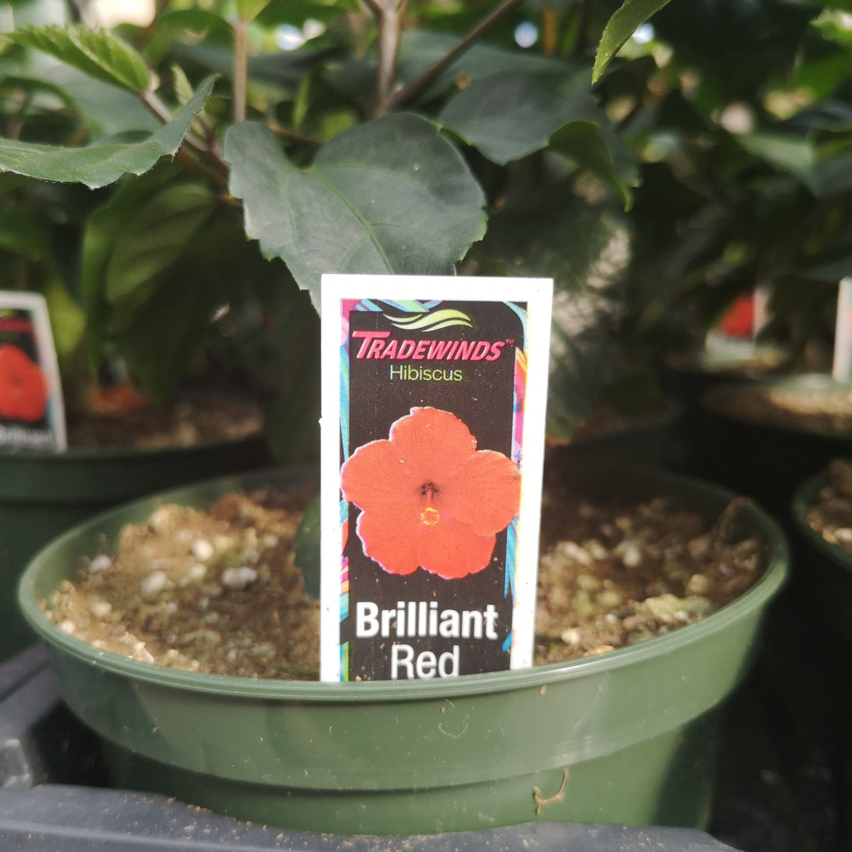 Hibiscus Brilliant Red – The Greenery Garden Centre