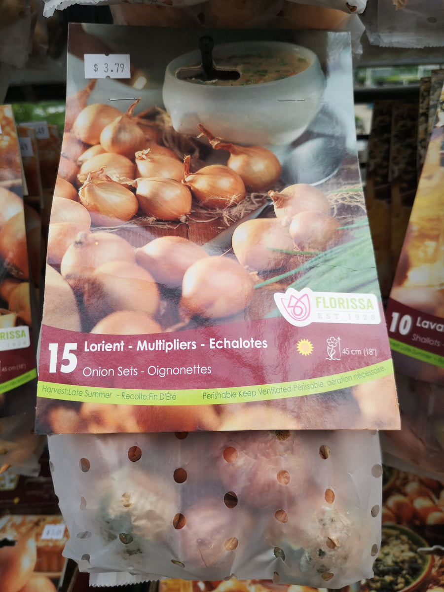 Multiplier Onion Set – The Greenery Garden Centre