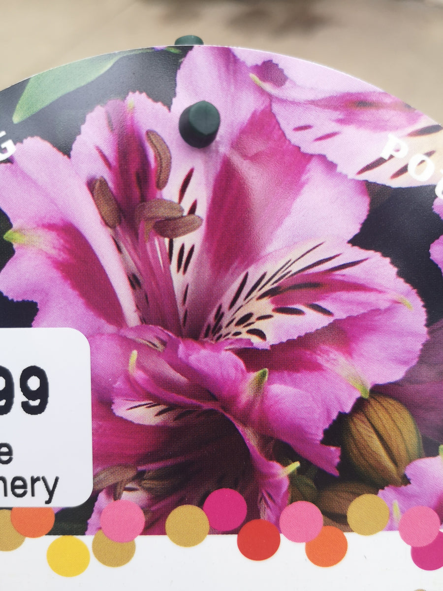 Alstroemerias Colorita Mulan – The Greenery Garden Centre