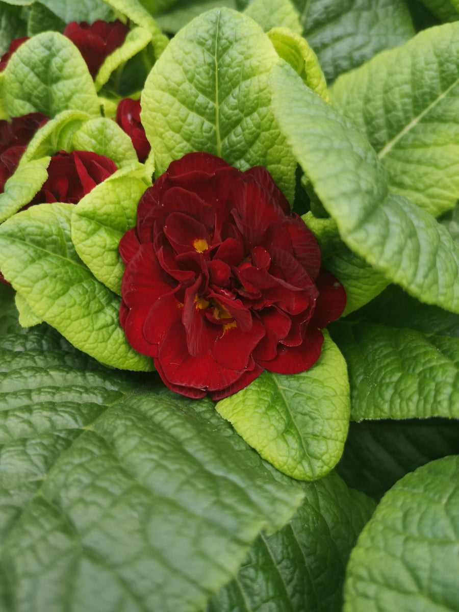 Primula Belarina Valentine – The Greenery Garden Centre