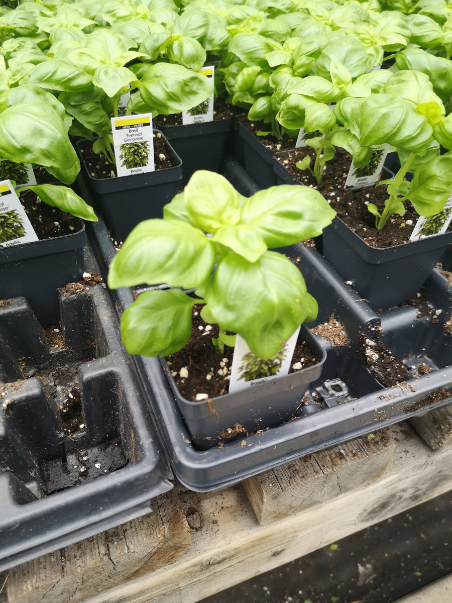 Basil Everleaf Genovese – The Greenery Garden Centre