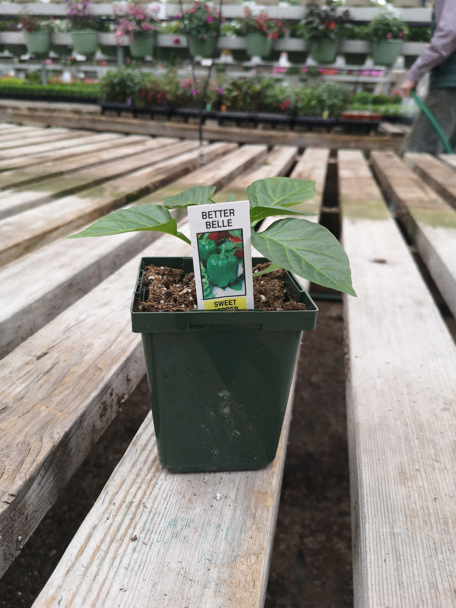 Peppers Better Belle – The Greenery Garden Centre
