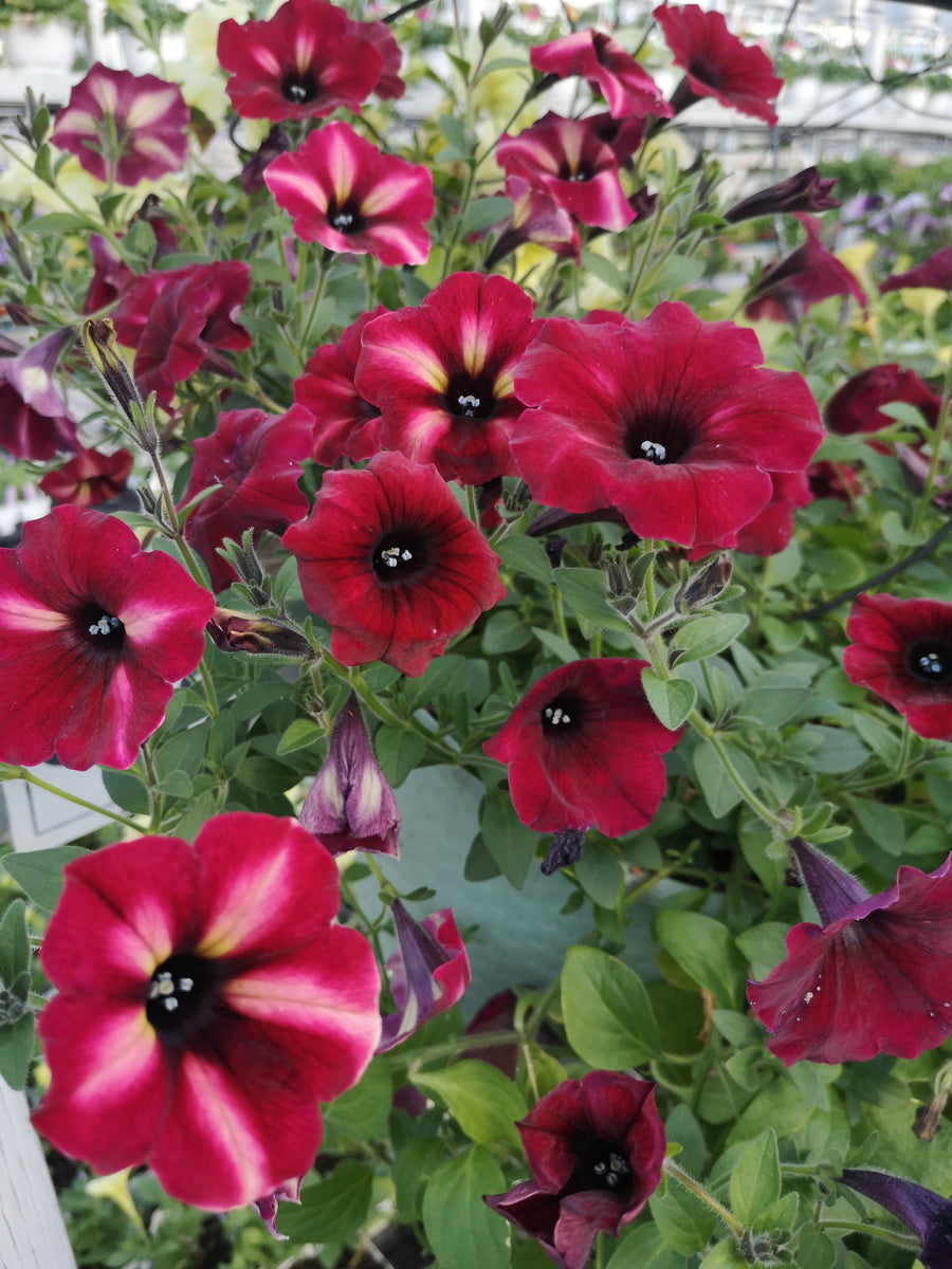 Petunias Colour Rush Merlot Star – The Greenery Garden Centre