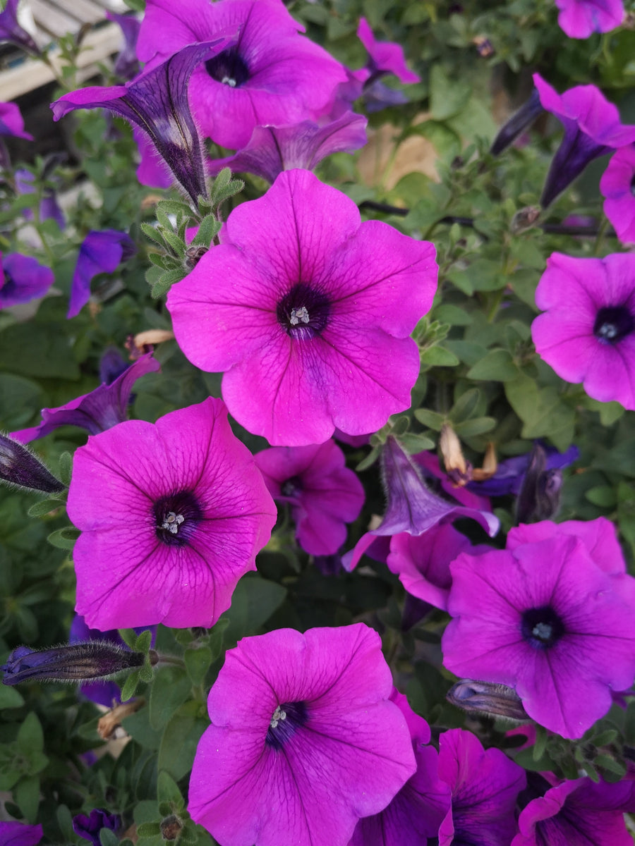 Petunias Durabloom Electric Lilac – The Greenery Garden Centre