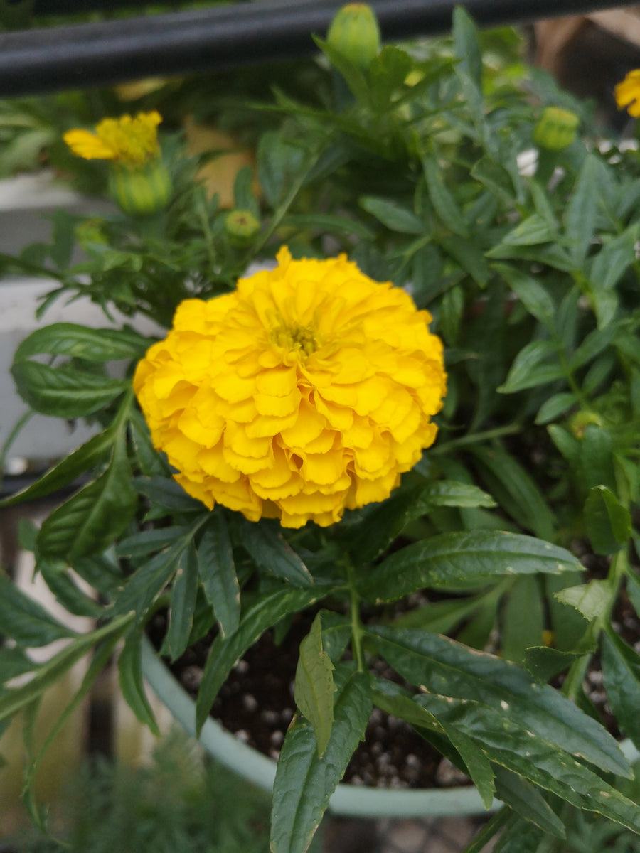 Marigold Bali Gold – The Greenery Garden Centre