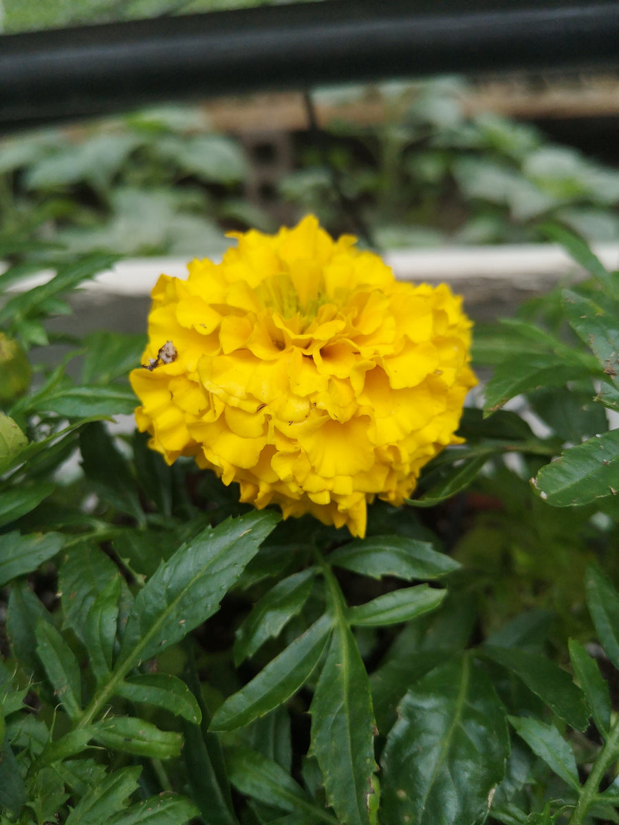 Marigold Marvel Gold – The Greenery Garden Centre