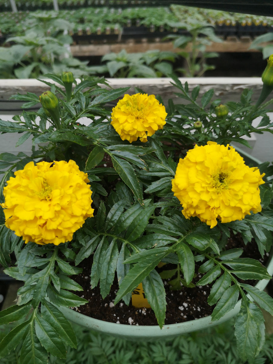 Marigold Inca Gold – The Greenery Garden Centre