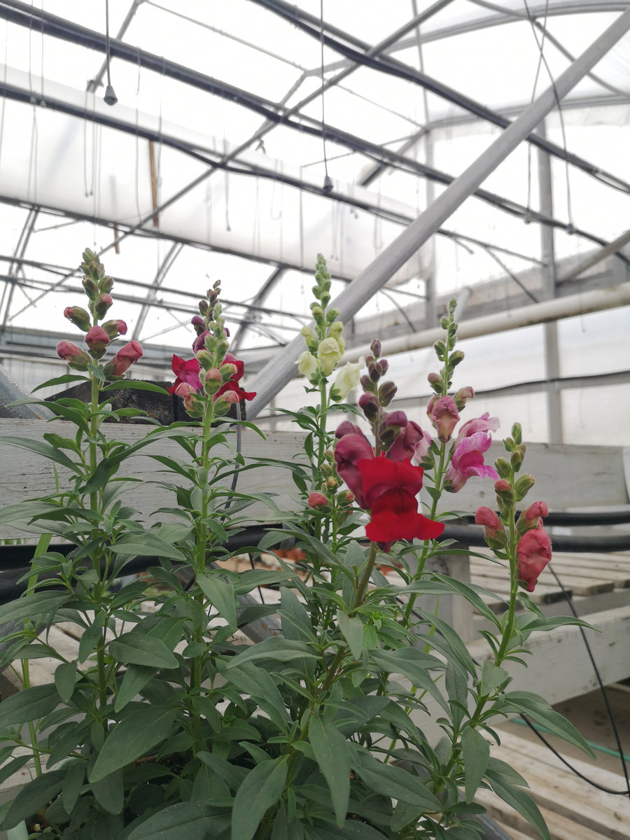 Snapdragon Liberty Mix – The Greenery Garden Centre