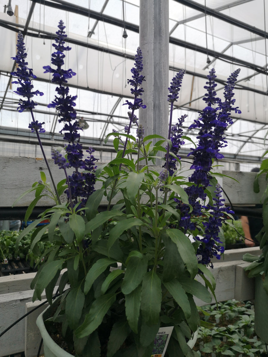 Salvia Rhea – The Greenery Garden Centre
