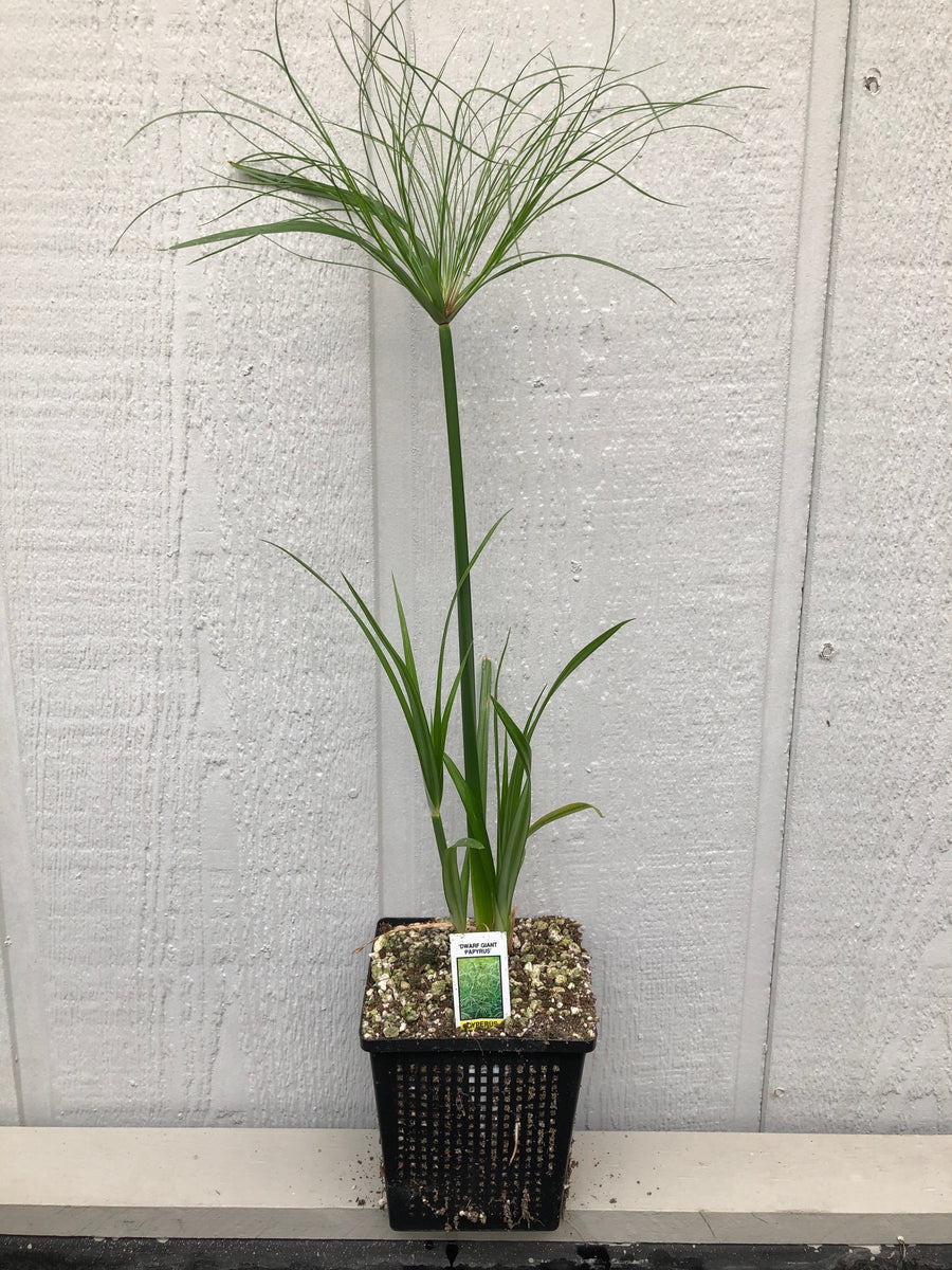 Cyperus Dwarf Giant Papyrus – The Greenery Garden Centre