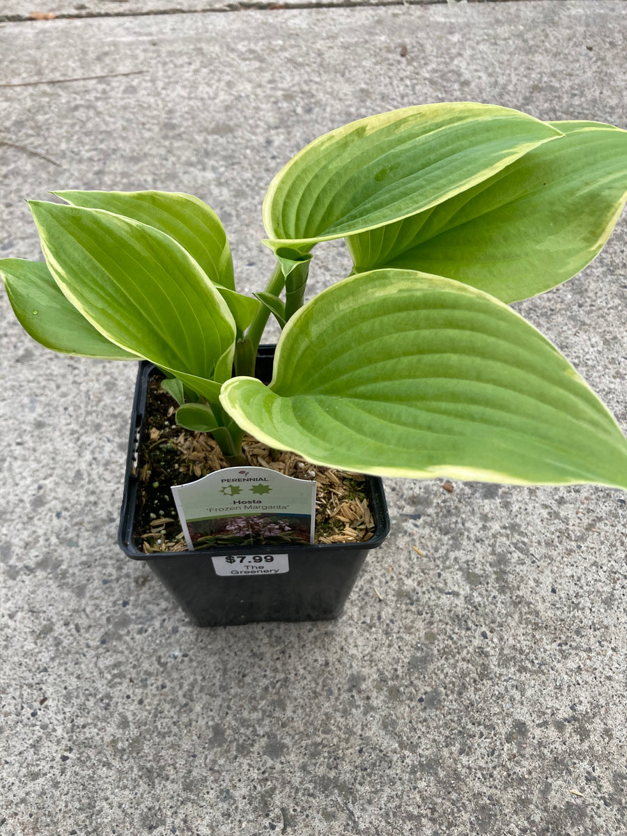 Hosta ‘Frozen Margarita’ – The Greenery Garden Centre