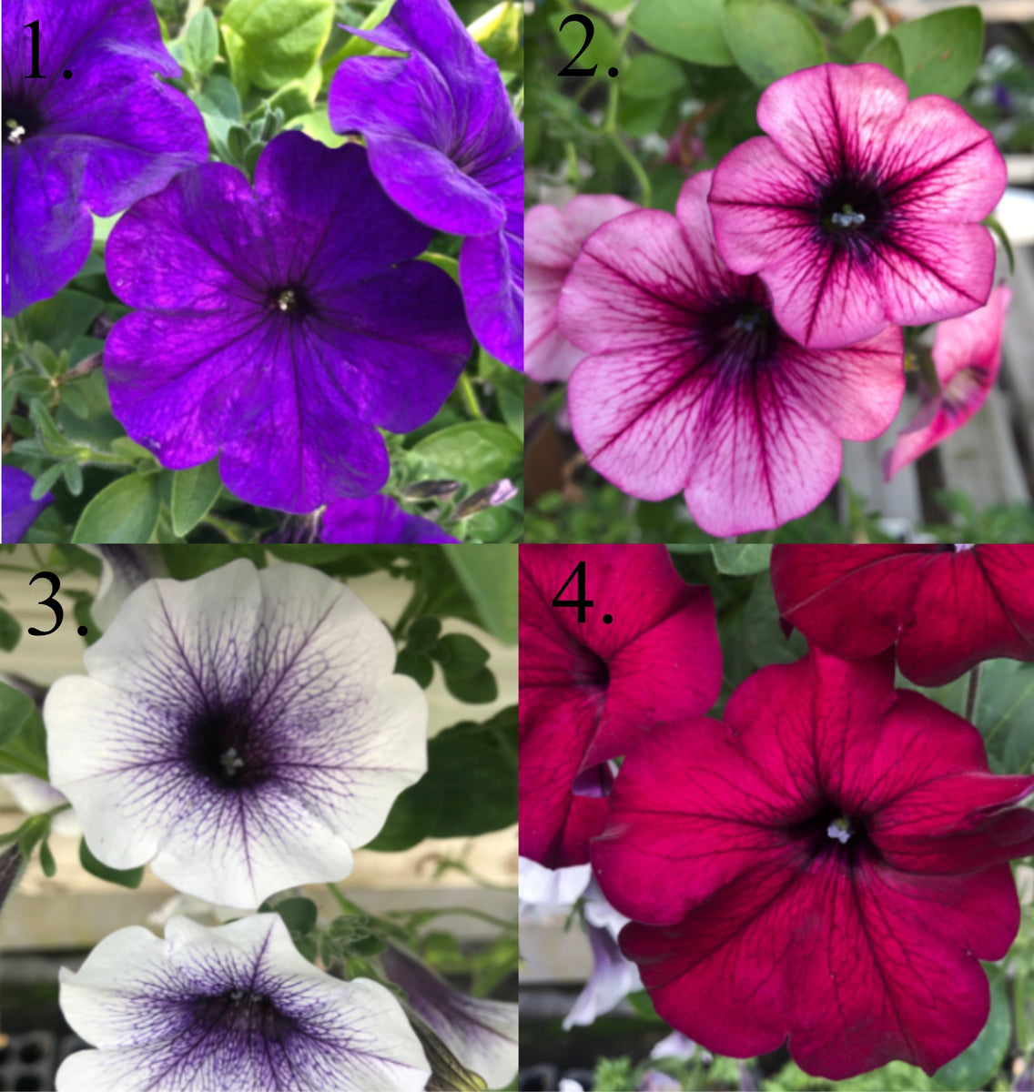 Petunias Berry Juice Mix – The Greenery Garden Centre