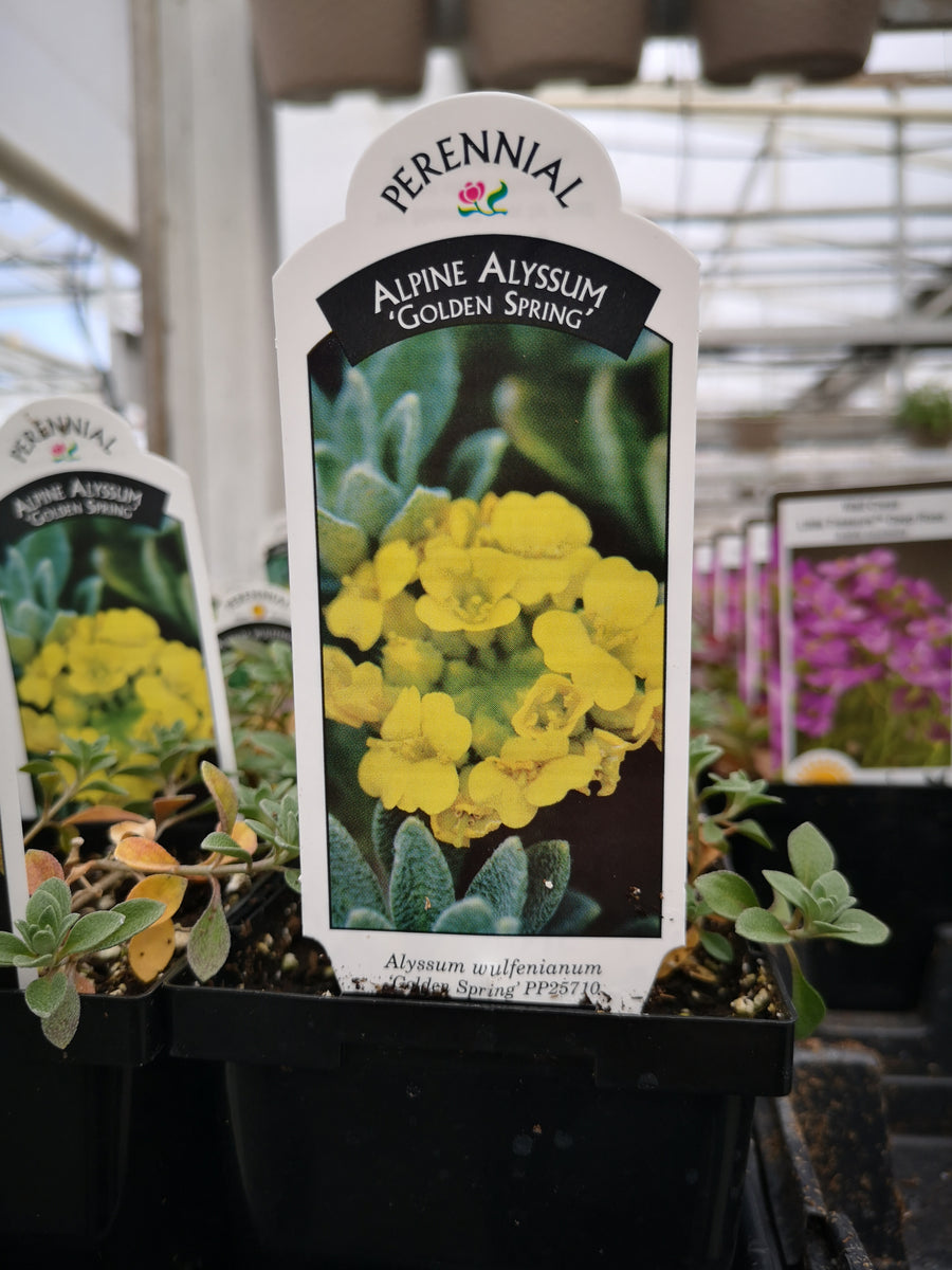Alyssum wulfenianum ‘Golden Spring’ – The Greenery Garden Centre