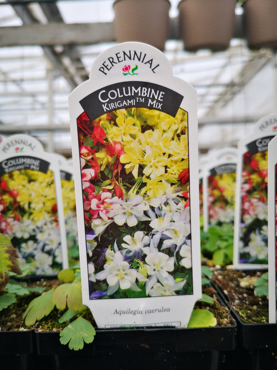 Aquilegia Kirigami Mix – The Greenery Garden Centre