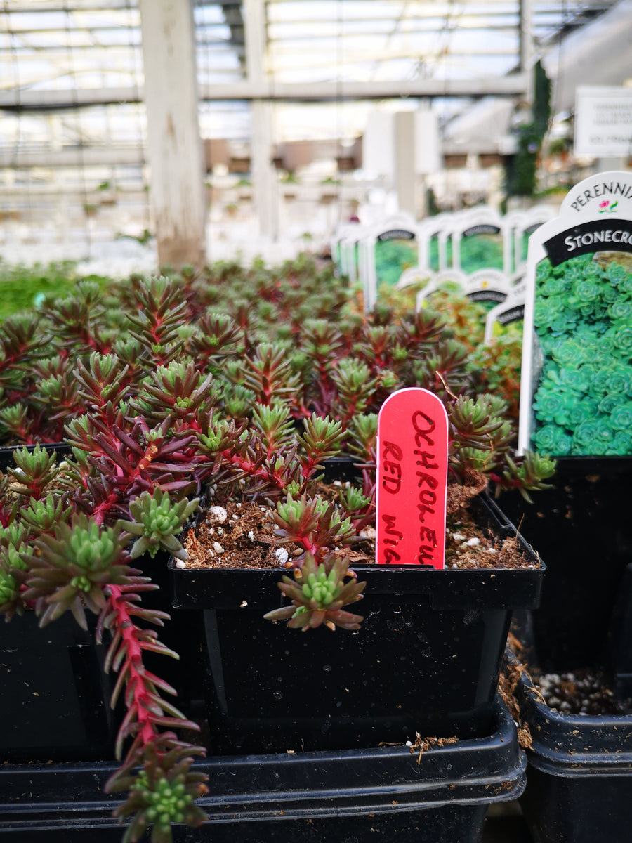 Sedum ochroleucum ‘Red Wiggle’ – The Greenery Garden Centre