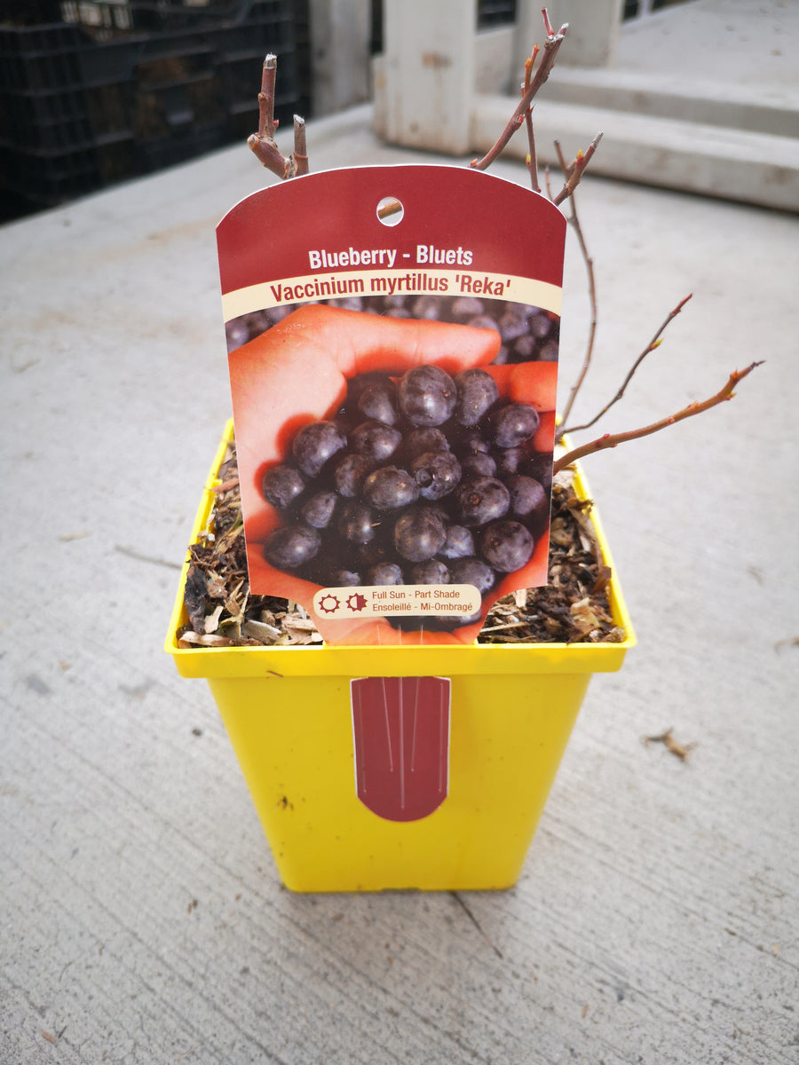 Blueberry Reka – The Greenery Garden Centre