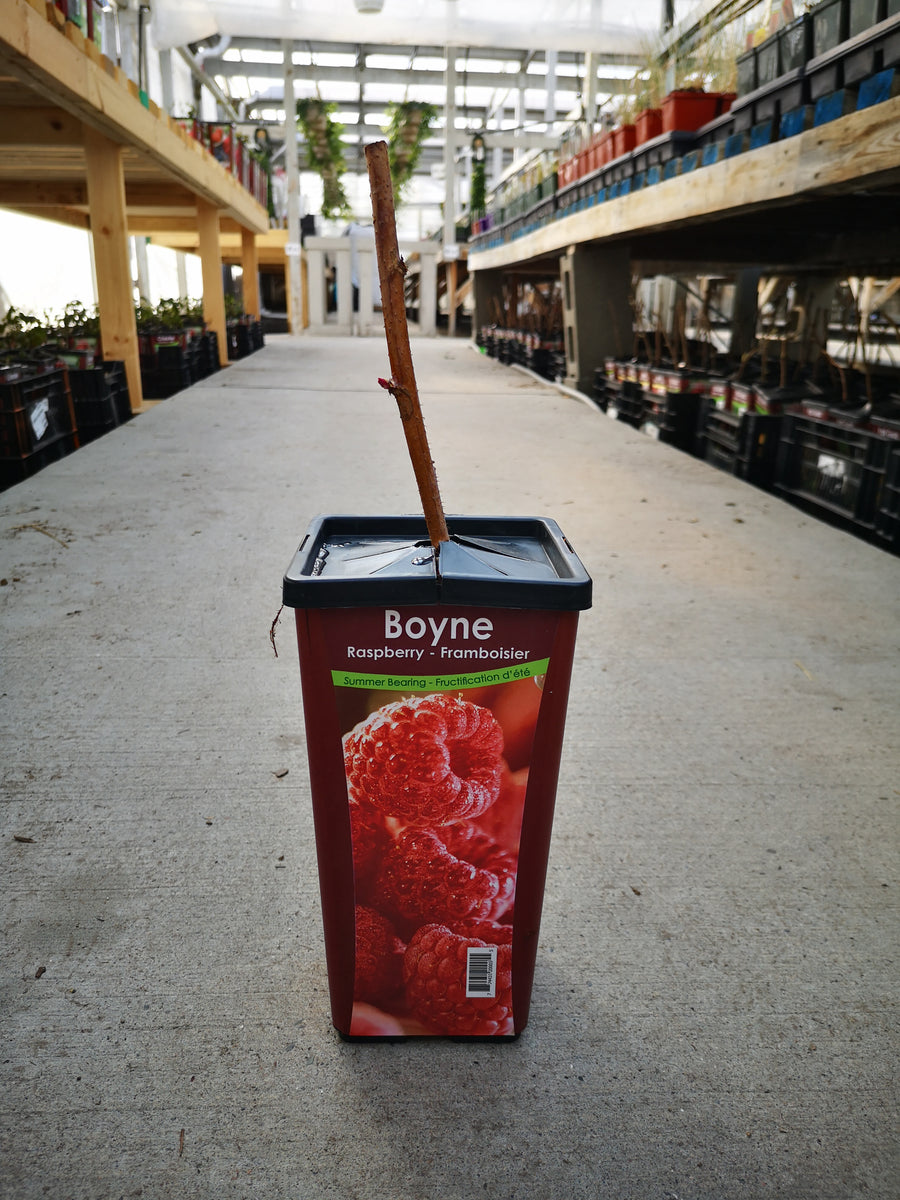 Raspberry Boyne – The Greenery Garden Centre