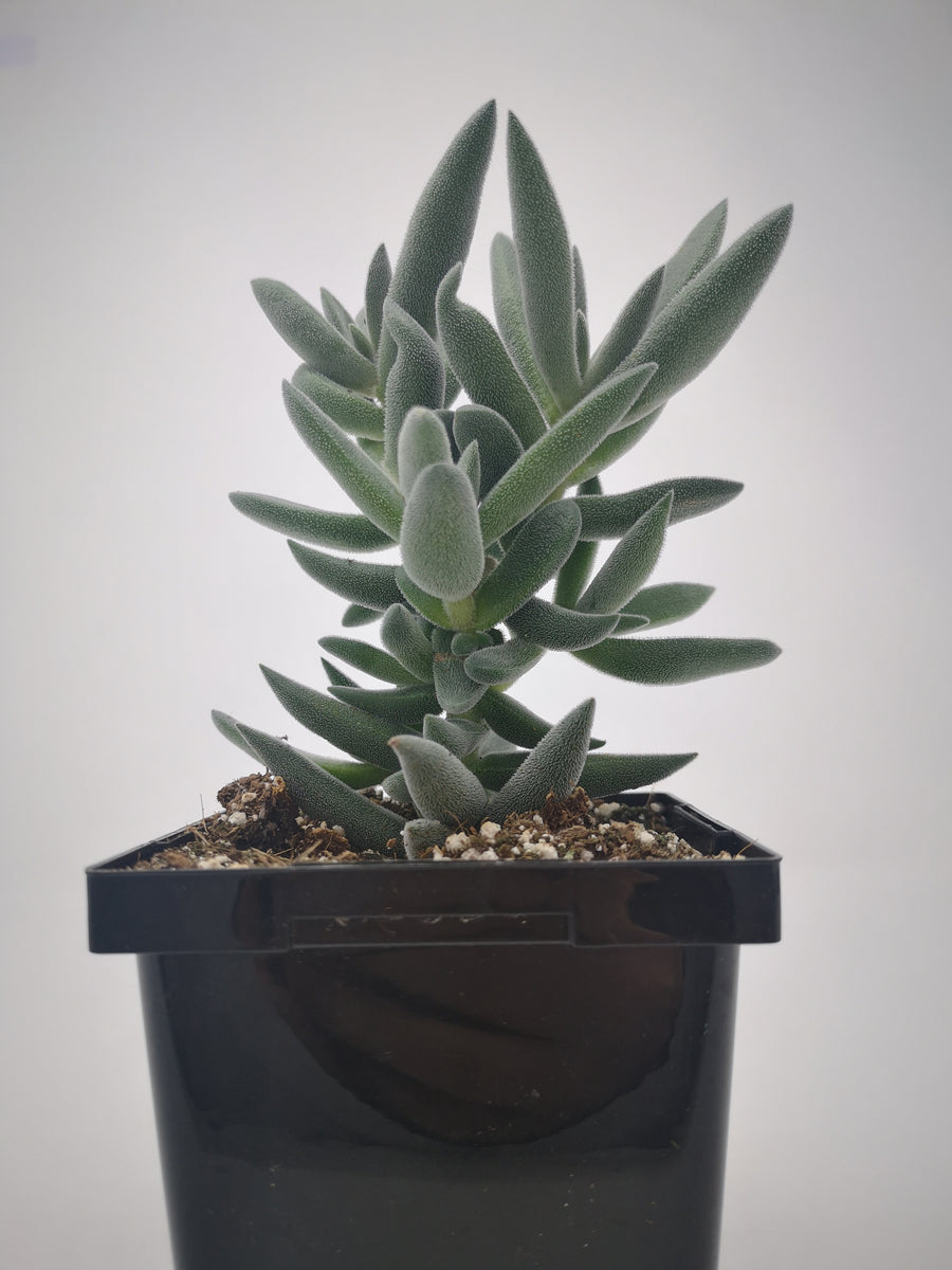 Succulent (Tender) Crassula mesembryanthemoides Tenelli – The Greenery ...