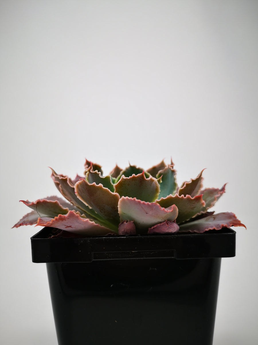 Succulent (Tender) Echeveria Shavianna Pink Frills – The Greenery ...