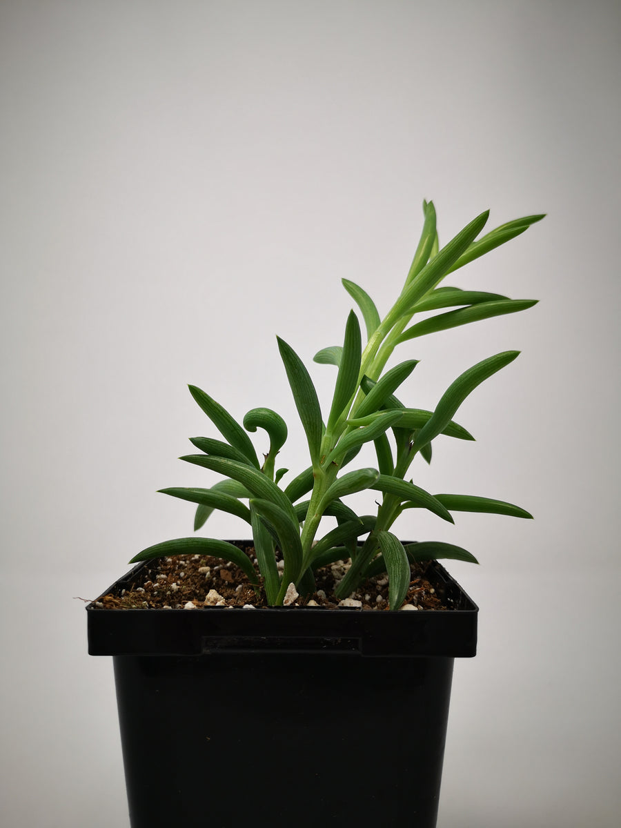 Succulent (Tender) Senecio radicans Fish Hooks – The Greenery Garden Centre