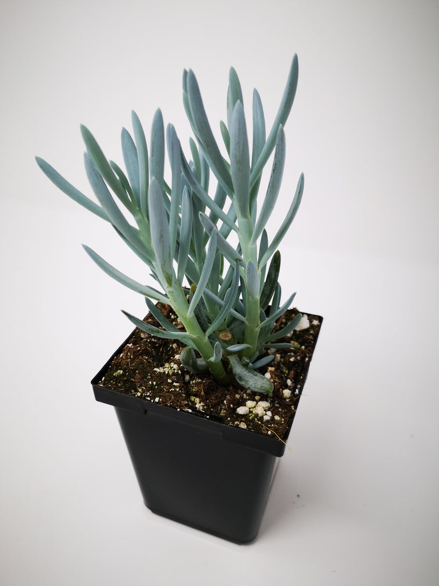 Succulent (Tender) Senecio Mini Blue – The Greenery Garden Centre