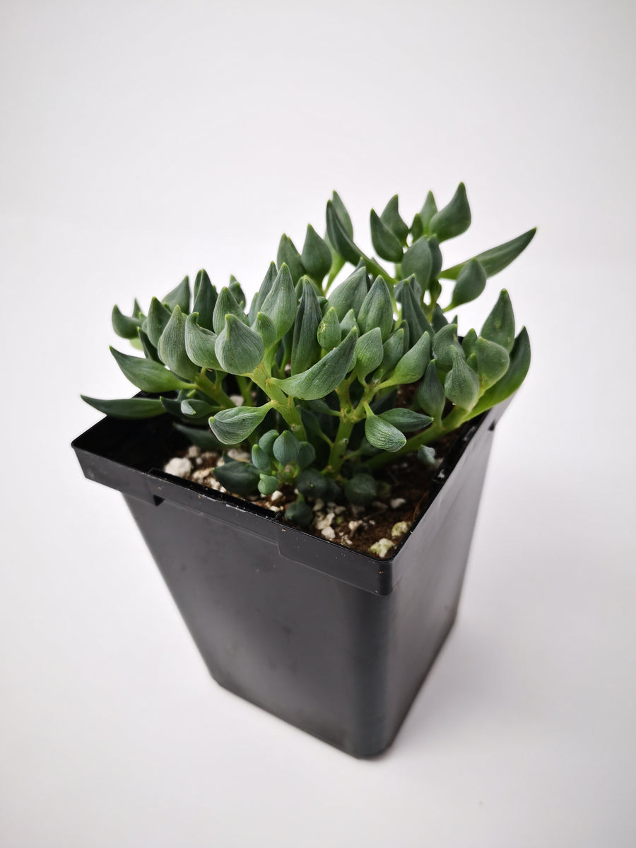 Succulent (Tender) Senecio citriformis – The Greenery Garden Centre